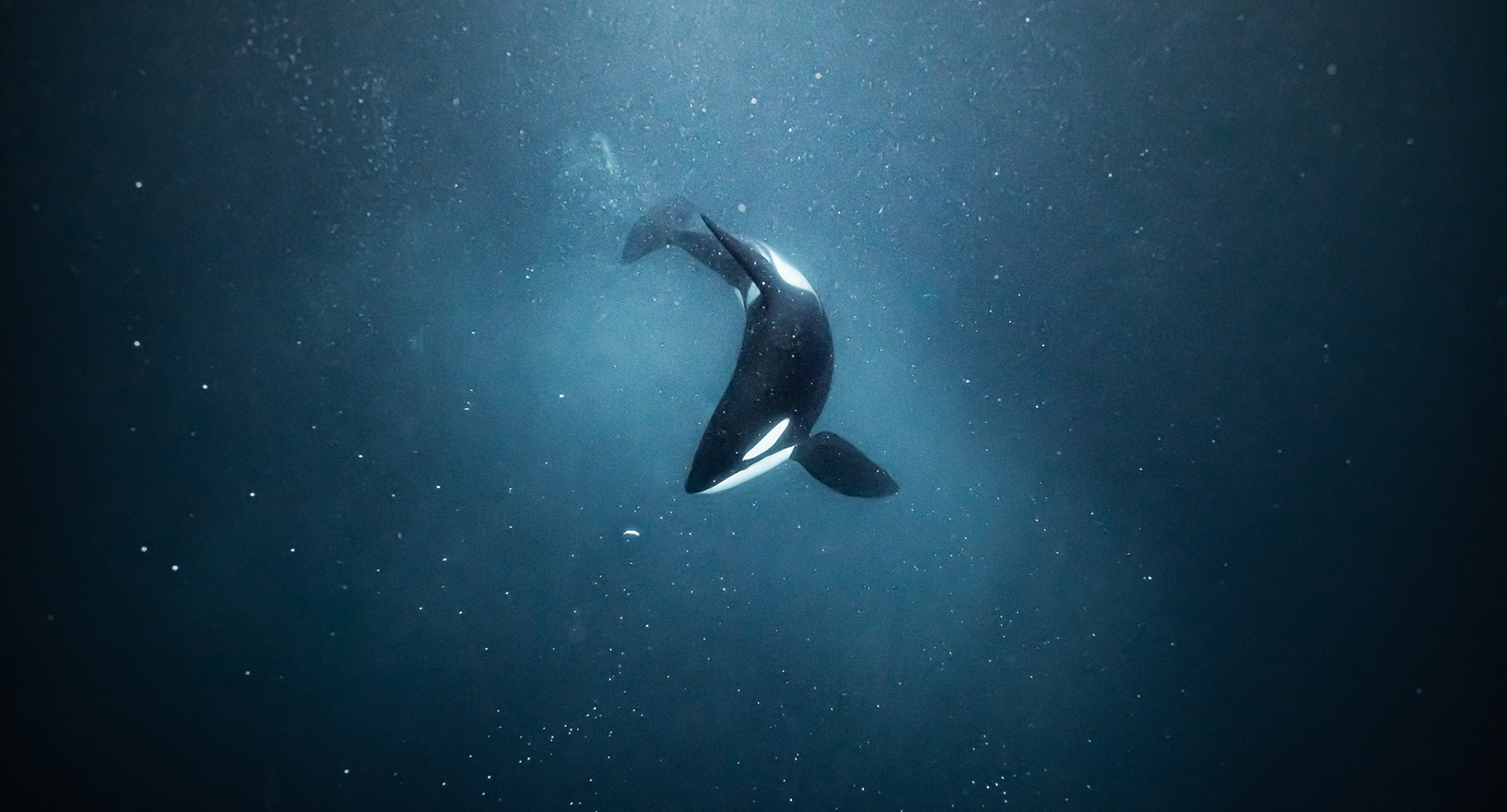 China: the new battleground in the fight for captive whales and ...