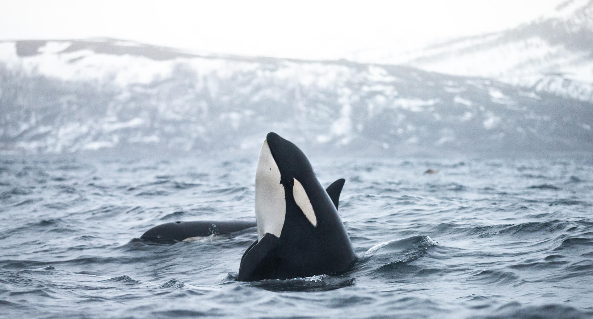 Why norwegian whaling not only harms whales, it threatens our planet | Orca