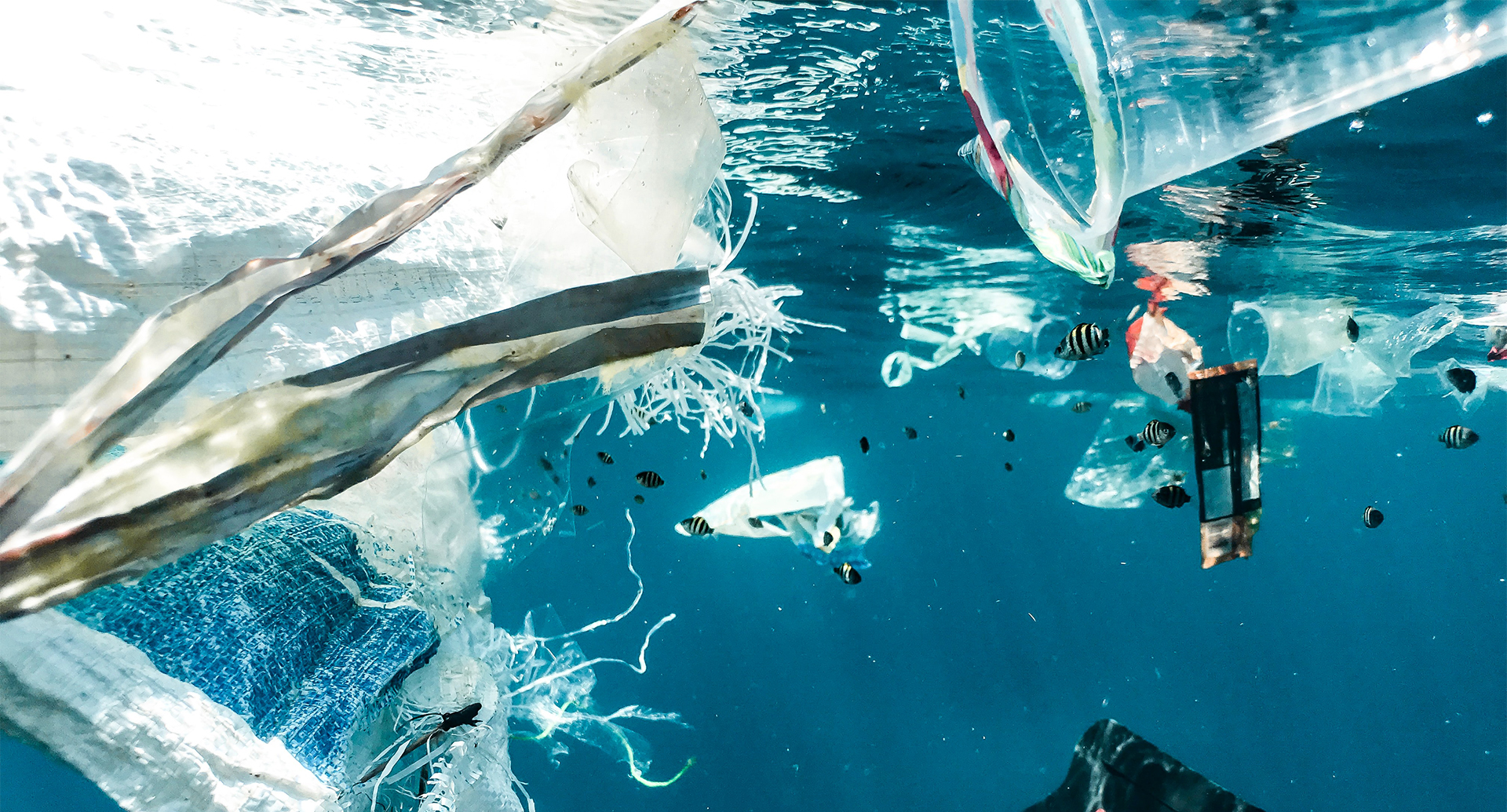 No green without blue. Let's protect the environment | Orca