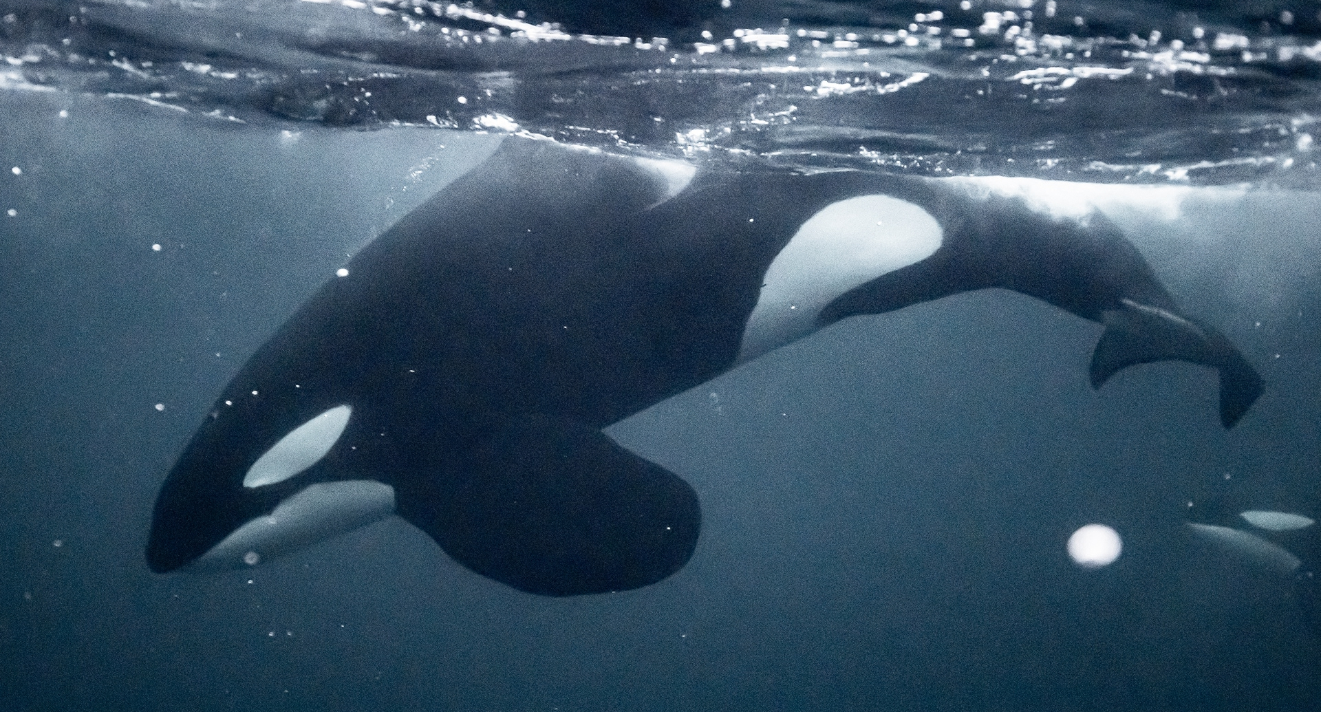 Whale and Dolphin Conservation | Orca